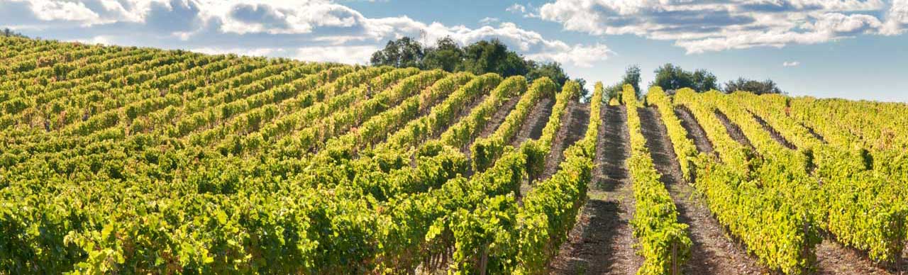 champ de vigne - Bergon Nature & Jardin