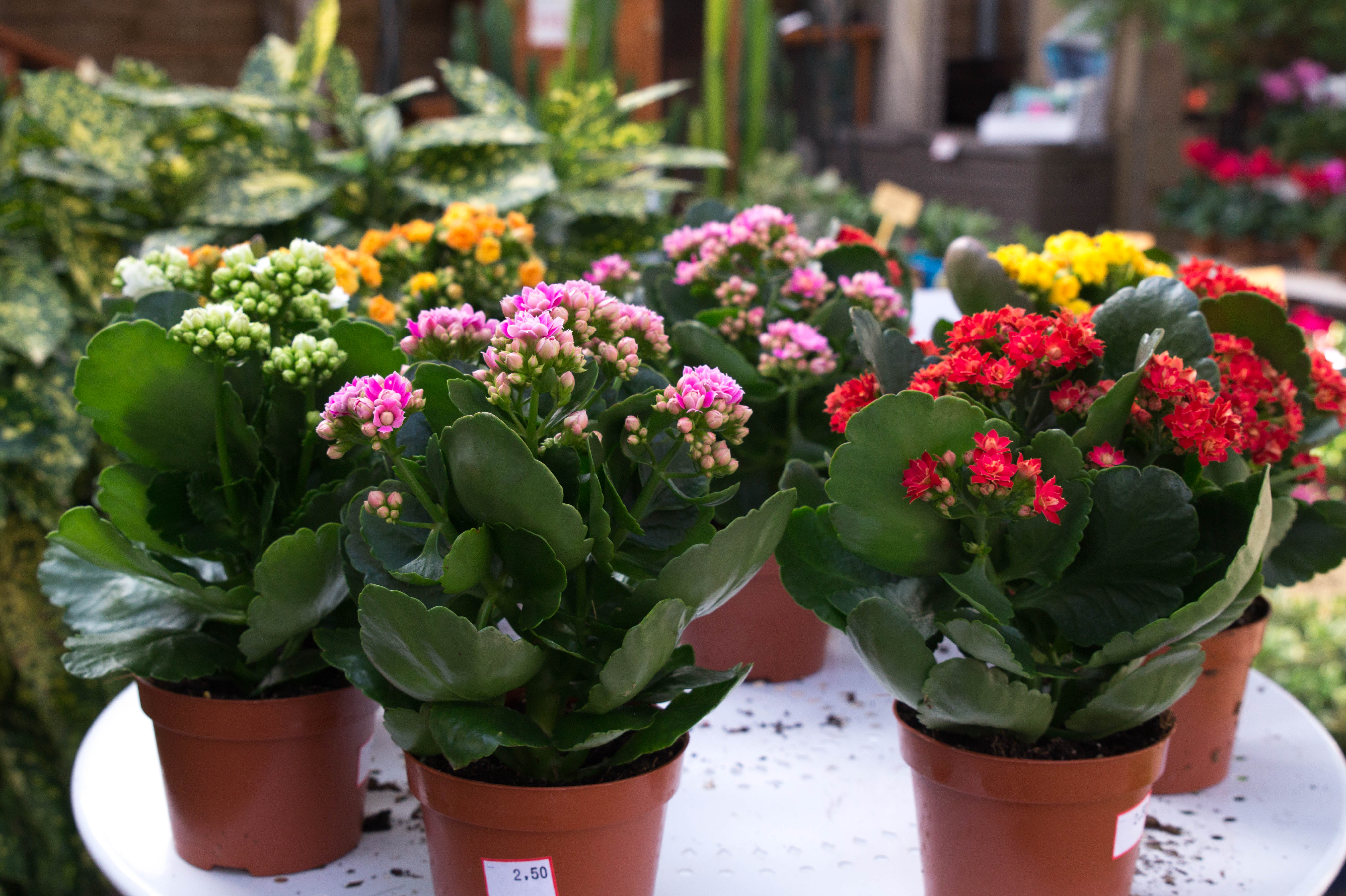 DSC06121 - Bergon Nature & Jardin