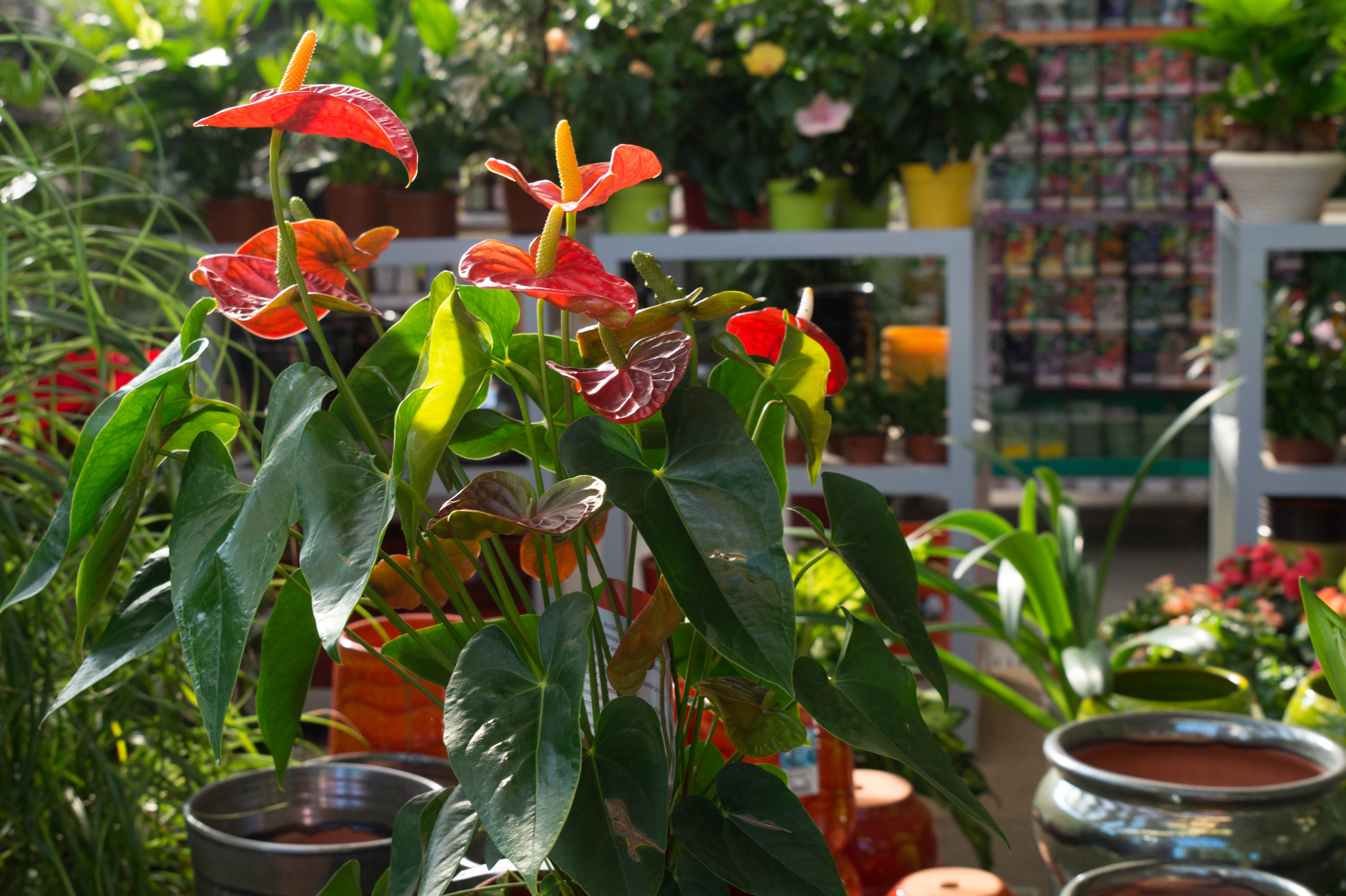 DSC06125 - Bergon Nature & Jardin